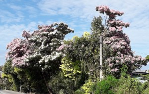 Species Guide: Common Urban Trees – Urban Biodiversity Initiative (UBI)
