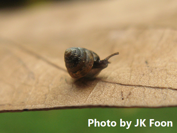 Snails – Urban Biodiversity Initiative (UBI)
