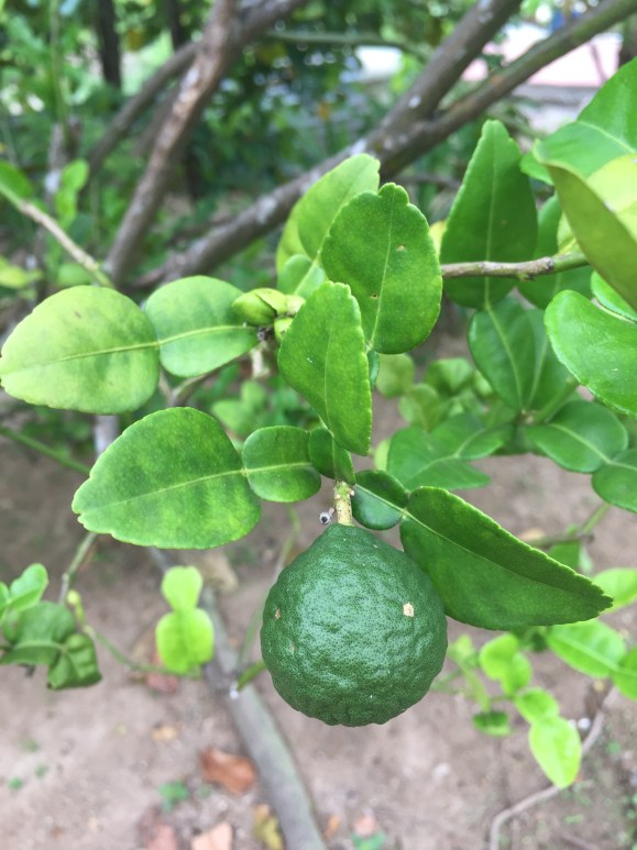 Limau Purut – Urban Biodiversity Initiative (UBI)