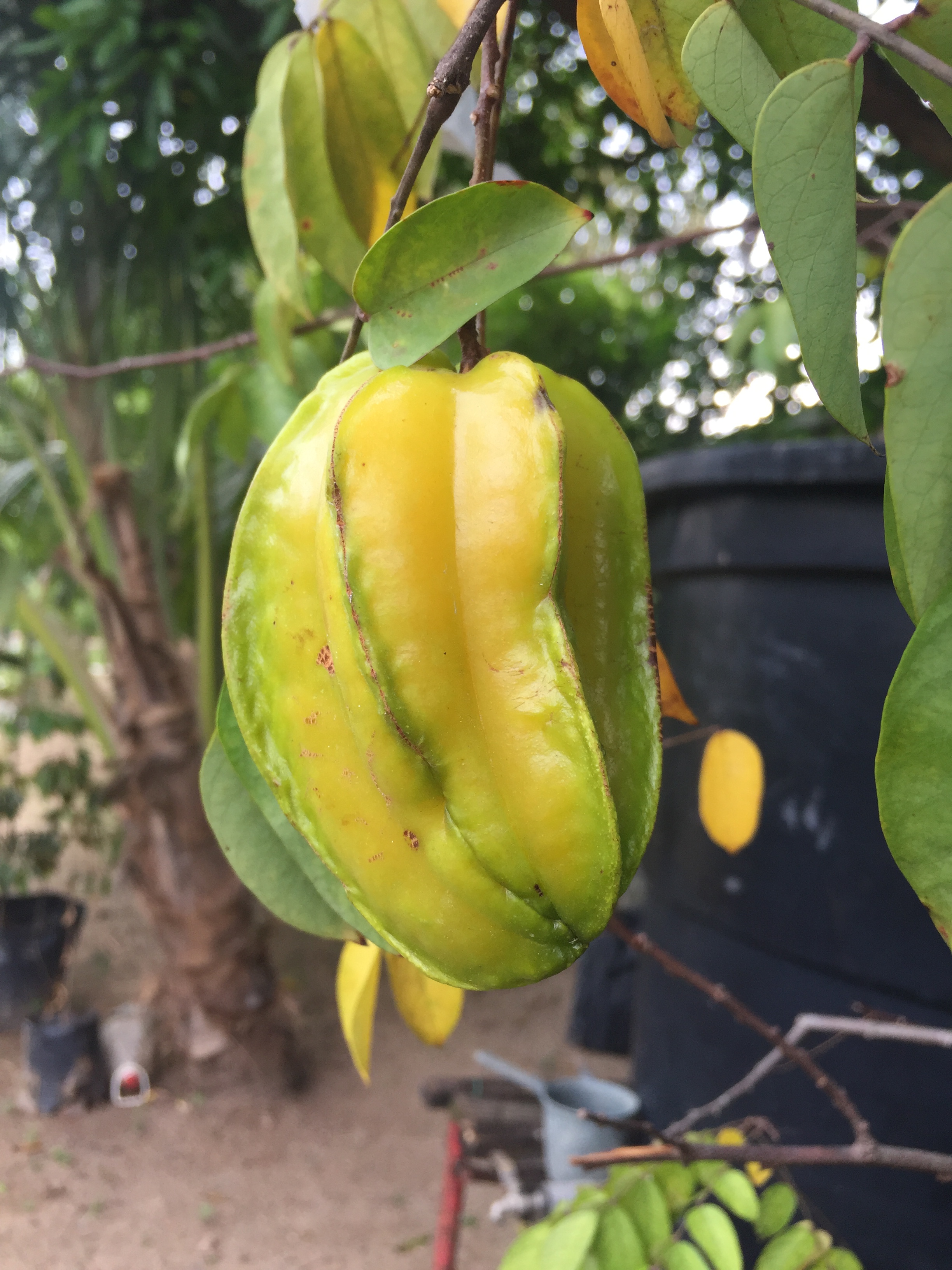 Species Guide: Common Fruit Trees – Urban Biodiversity Initiative (UBI)