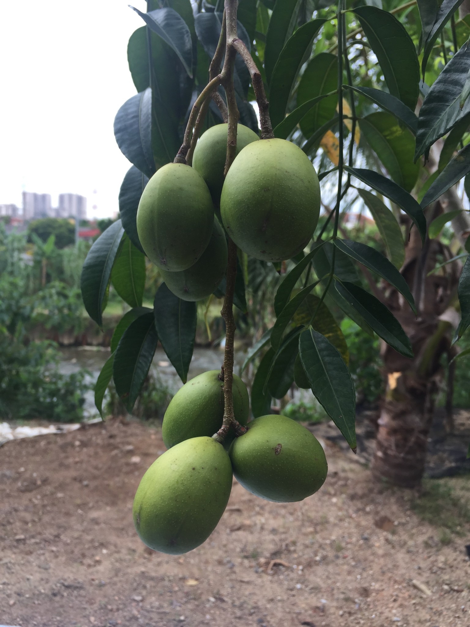 Kedondong – Urban Biodiversity Initiative (UBI)