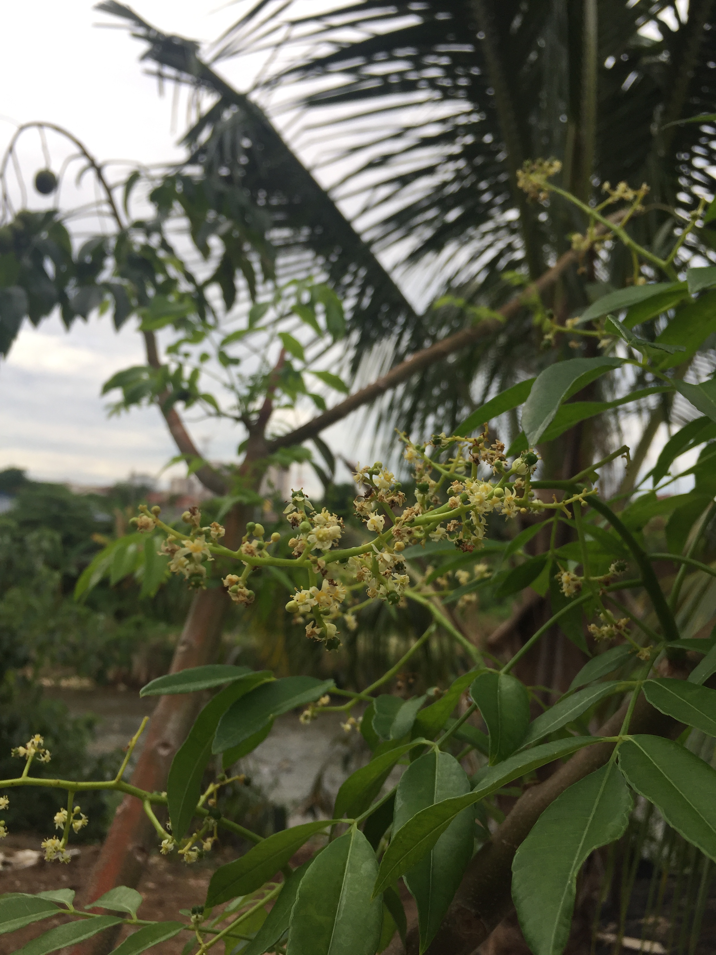 Kedondong – Urban Biodiversity Initiative (UBI)