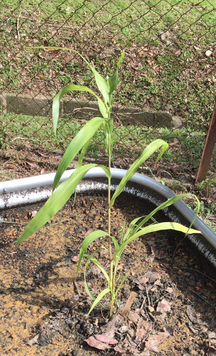 Jelai – Urban Biodiversity Initiative (UBI)