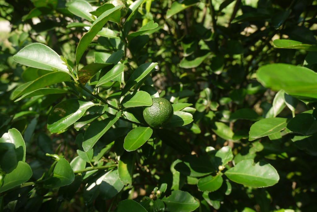 Species Guide: Common Fruit Trees – Urban Biodiversity Initiative (UBI)