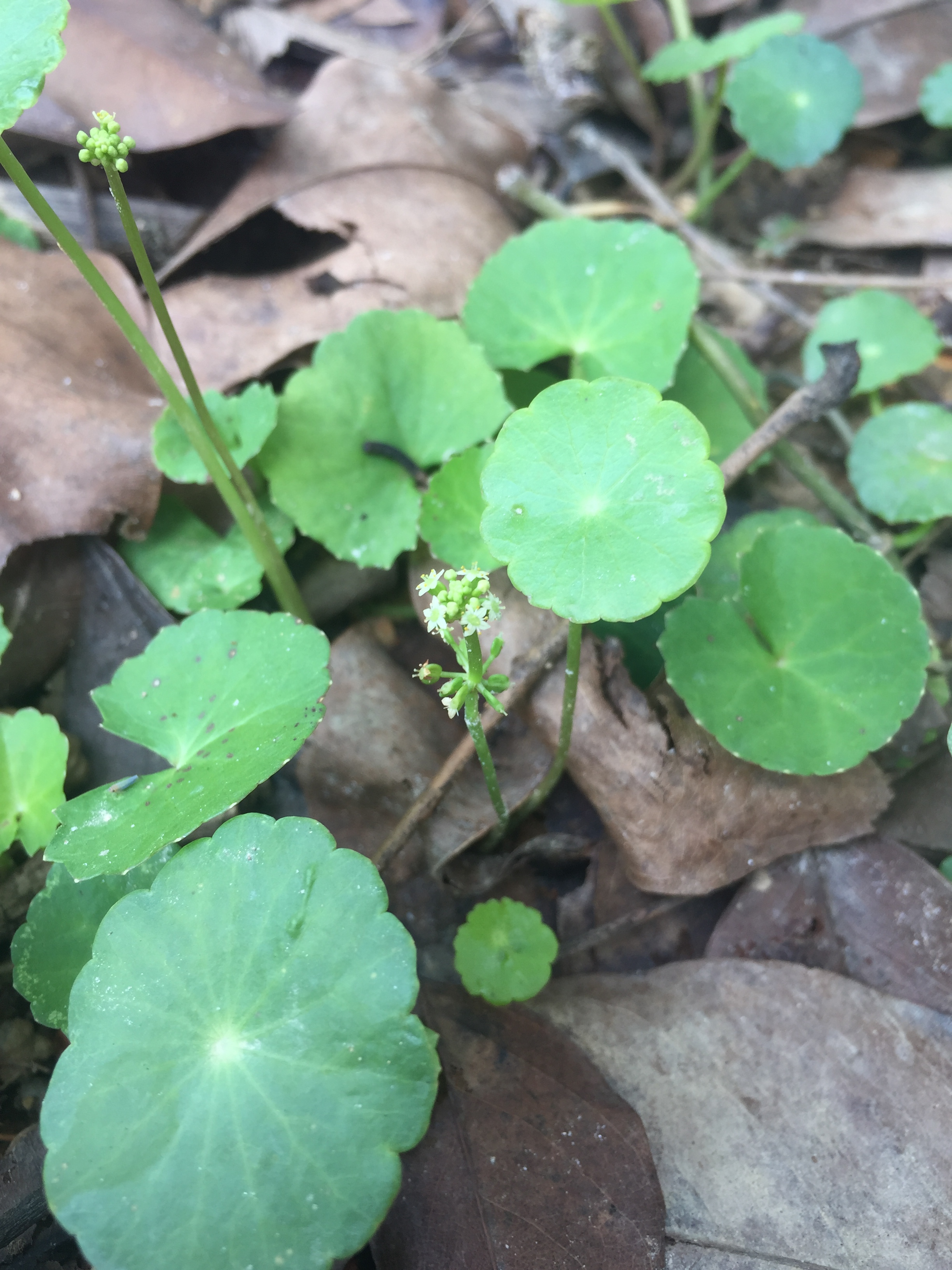 Pegaga – Urban Biodiversity Initiative (UBI)