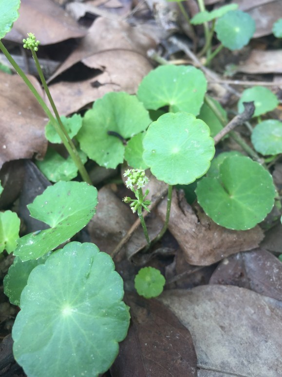 Pegaga – Urban Biodiversity Initiative (UBI)