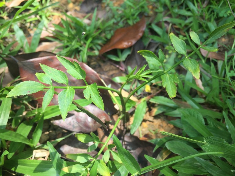 Selom – Urban Biodiversity Initiative (UBI)