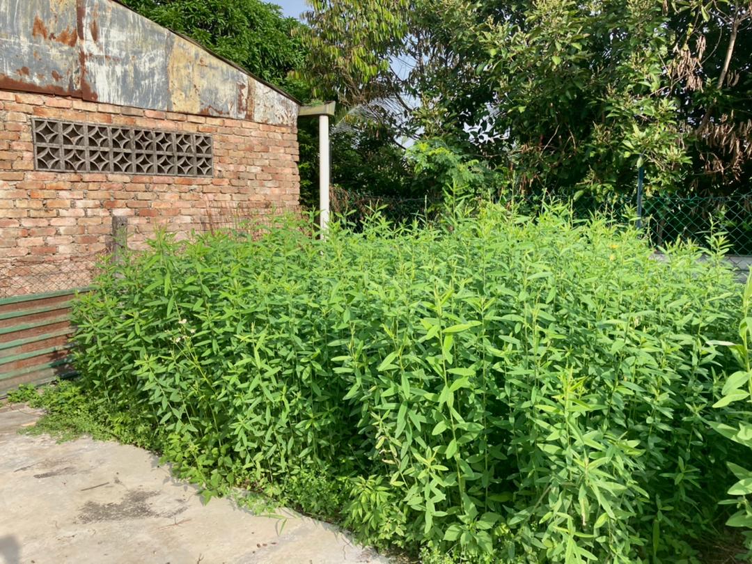 Sunn Hemp – Urban Biodiversity Initiative (UBI)