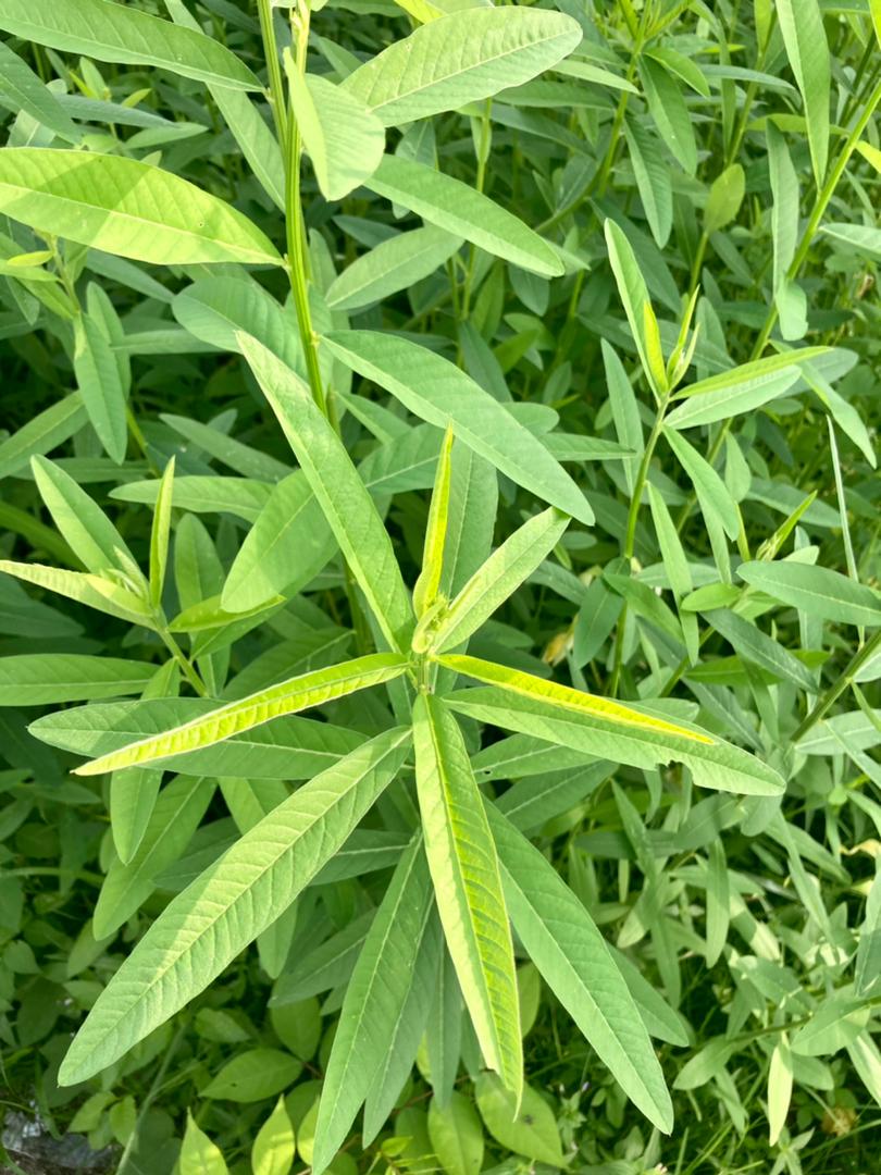 Sunn Hemp – Urban Biodiversity Initiative (UBI)