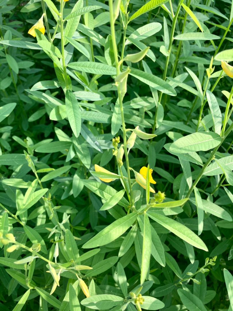 Sunn Hemp – Urban Biodiversity Initiative (UBI)