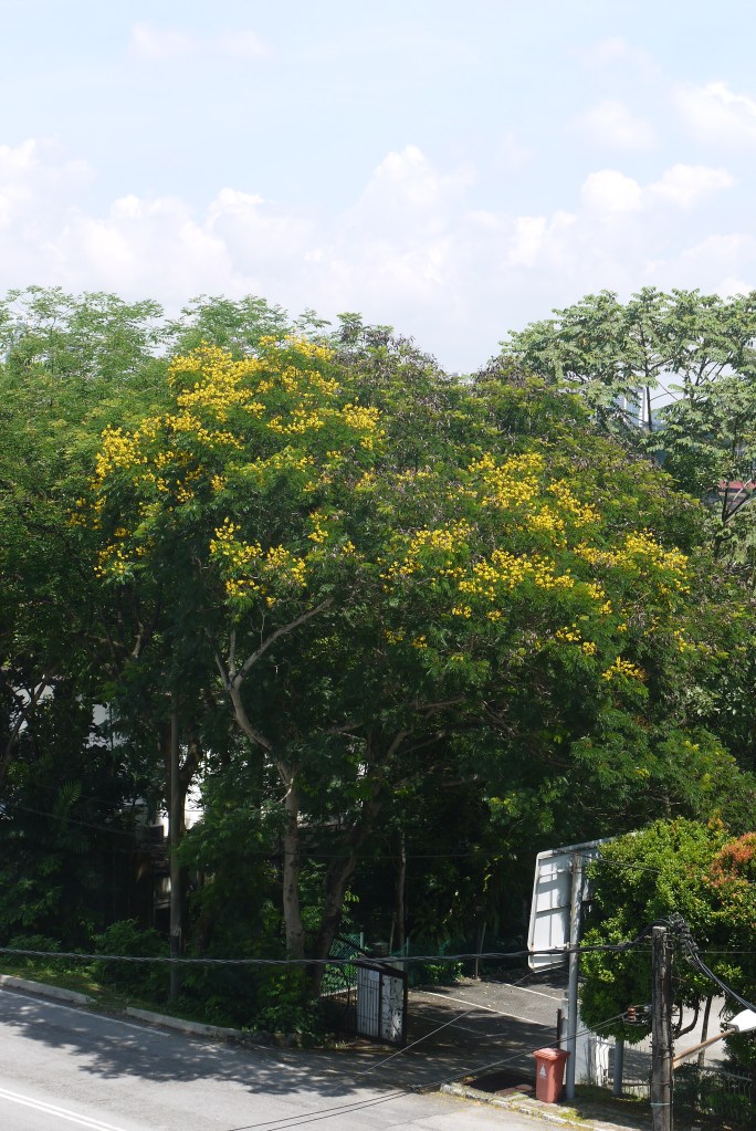 Species Guide: Common Urban Trees – Urban Biodiversity Initiative (UBI)